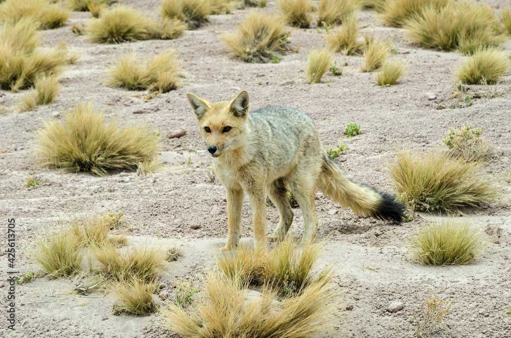 Andean fox in Atacama desert (Lycalopex culpaeus, zorro culpeo), close ...