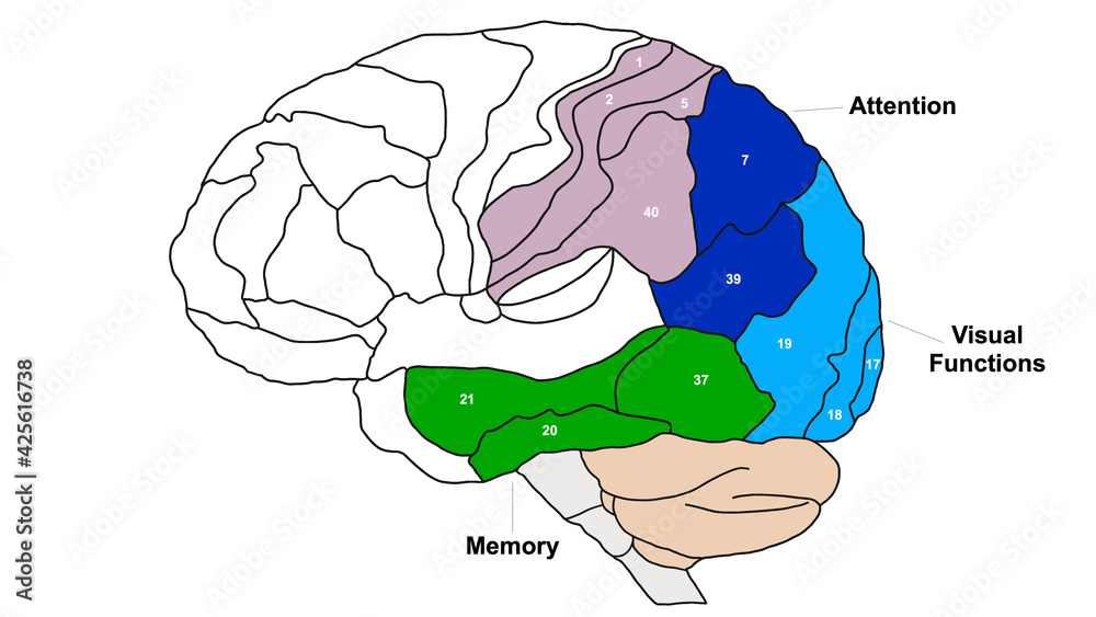 Brain Brodmann area region of the cerebral cortex wit numbers and ...