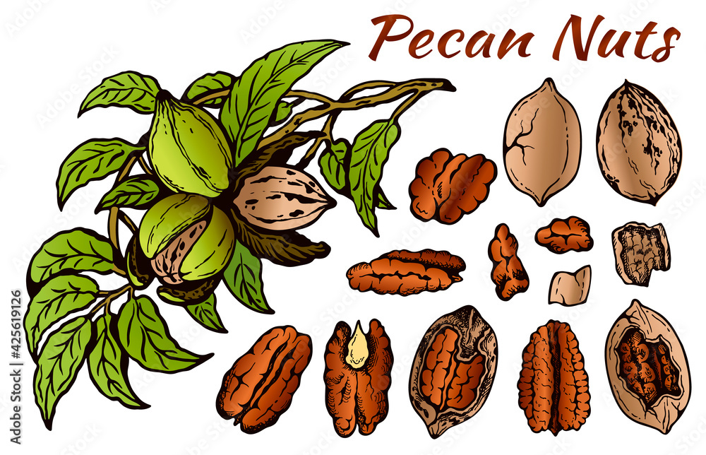 Sketch drawing set of colorful pecan nuts isolated on white background ...