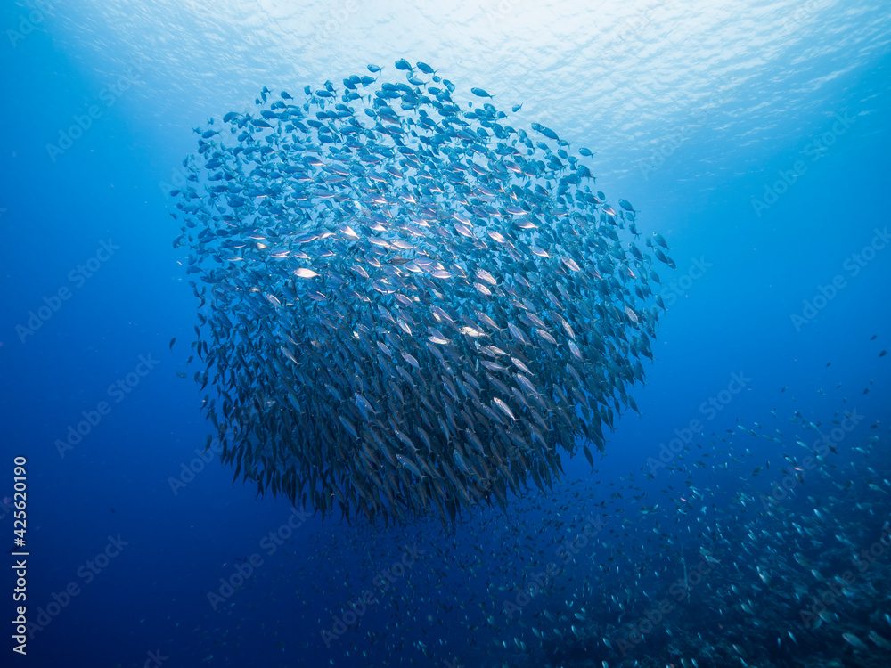 Bait ball, school of fish in turquoise water of coral reef in Caribbean ...