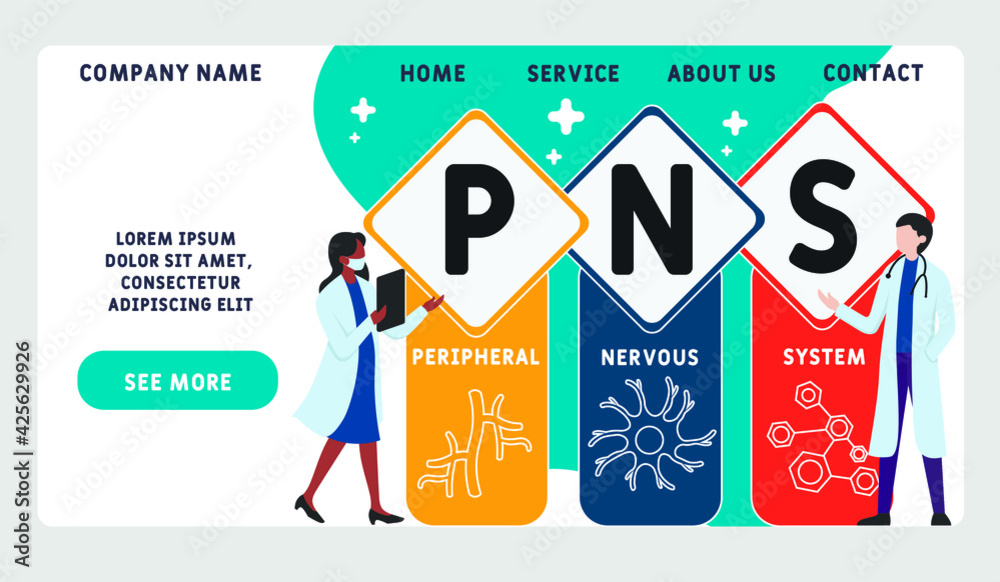 Vector website design template . PNS - Peripheral Nervous System ...