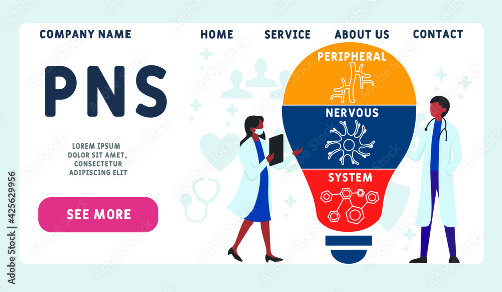 Vector website design template . PNS - Peripheral Nervous System ...