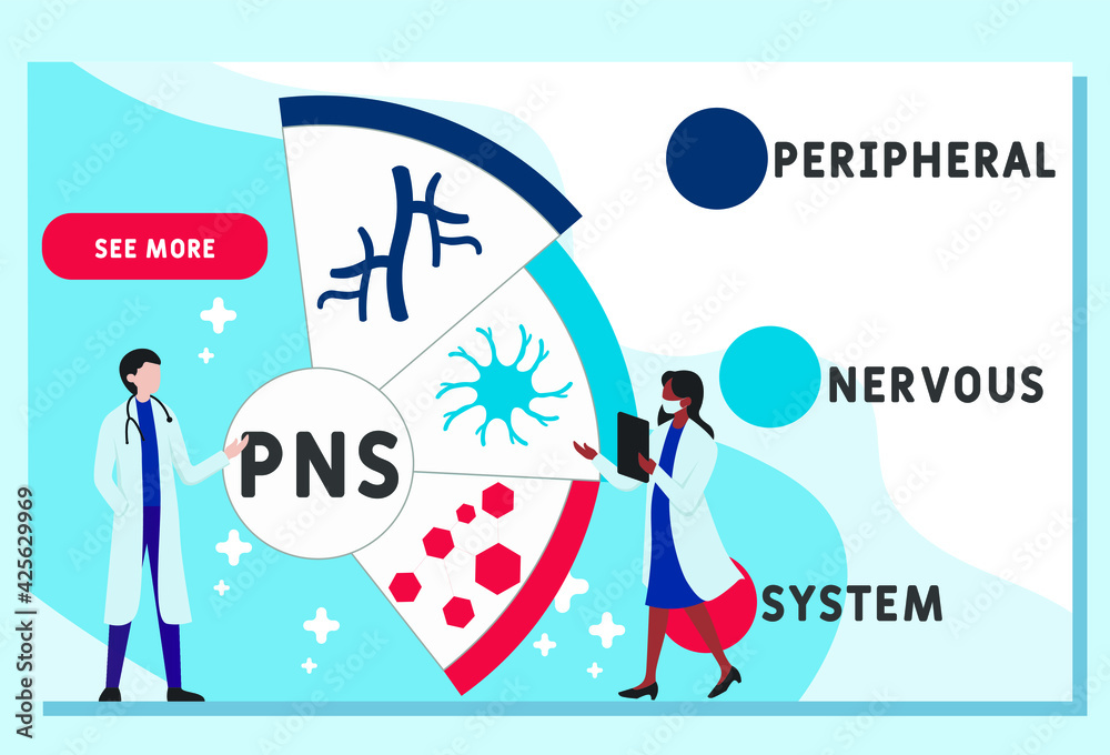 Vector website design template . PNS - Peripheral Nervous System ...