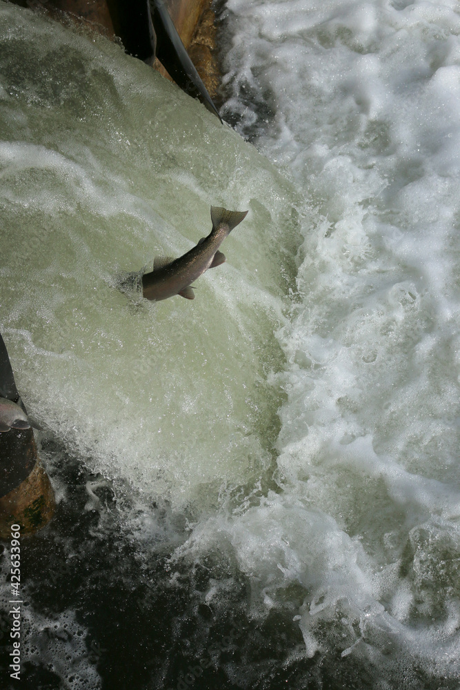 Rainbow Trout (Steelhead) fish jumping up man made fish ladder during ...