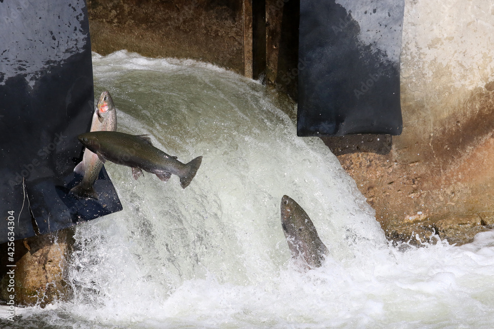 Rainbow Trout (Steelhead) fish jumping up man made fish ladder during ...