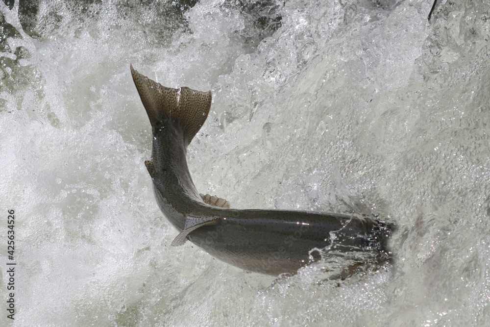 Rainbow Trout (Steelhead) fish jumping up man made fish ladder during ...