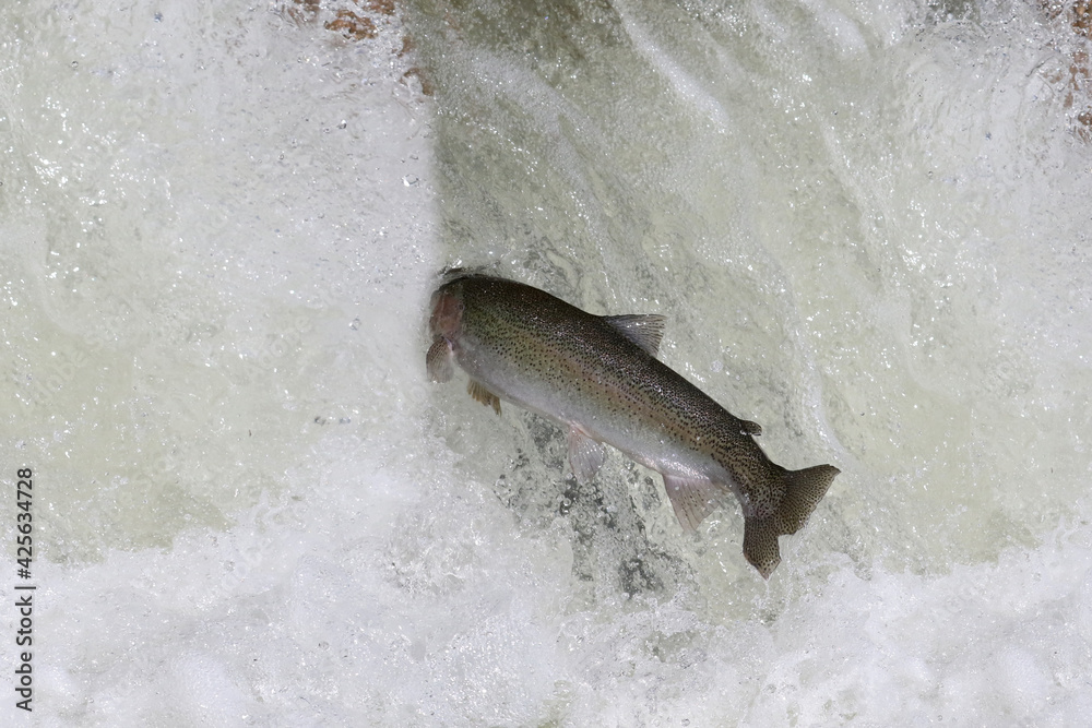 Rainbow Trout (Steelhead) fish jumping up man made fish ladder during ...