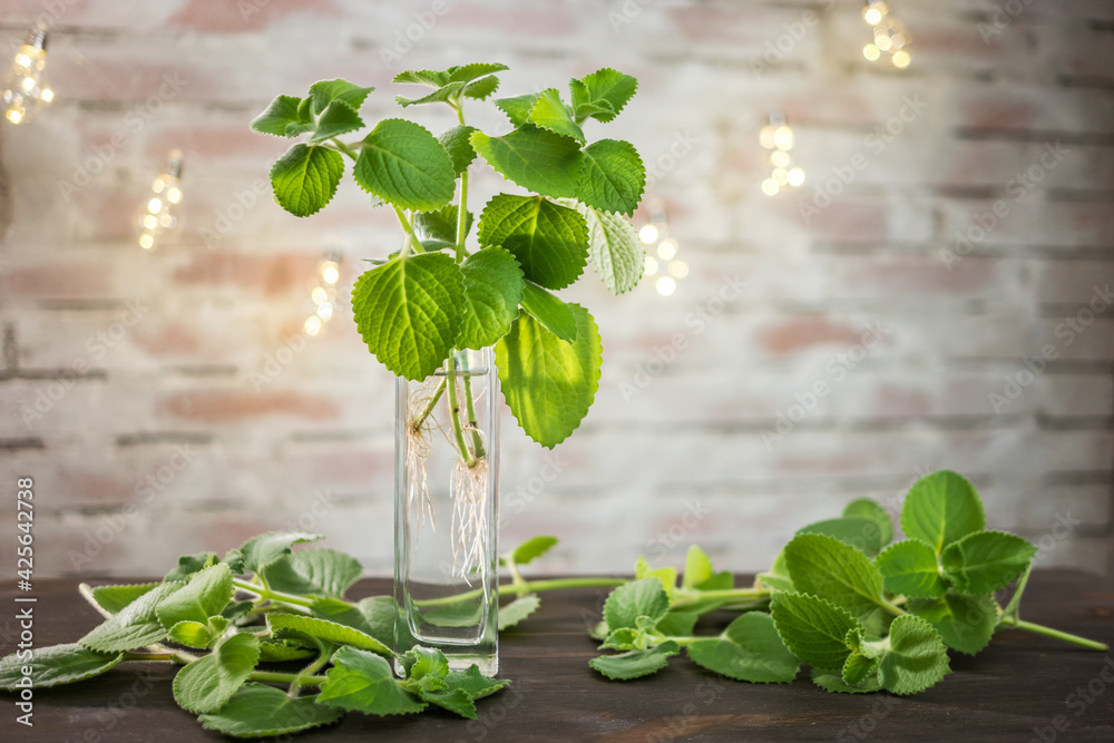 Rooted cuttings of country borage Coleus amboinicus Plectranthus ...