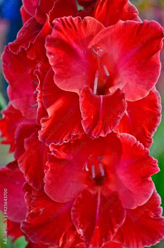 Gladiolus is a beautiful large flowers of different types and colors ...