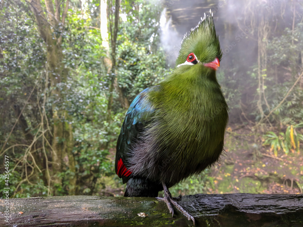 Foto de Turaco bird in the Birds of Eden Park, Plett, South Africa do ...