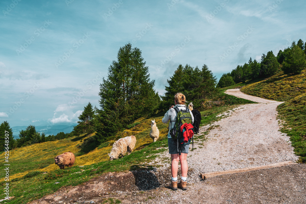 Backpacker and llamas on hiking trails in the Dolomites, Italy. ภาพถ่าย ...