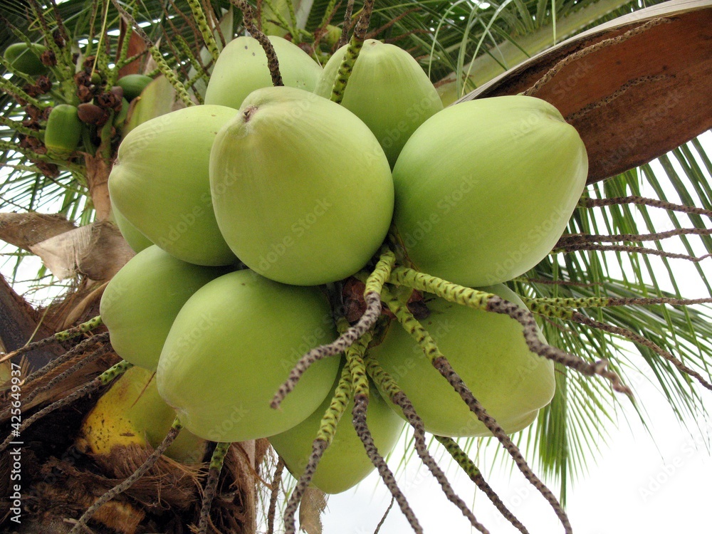 Coconut fruits (Cocos nucifera), Arecaceae family, Amazon, Brazil Stock ...