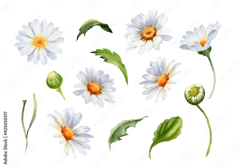Daisy Botanical Illustration