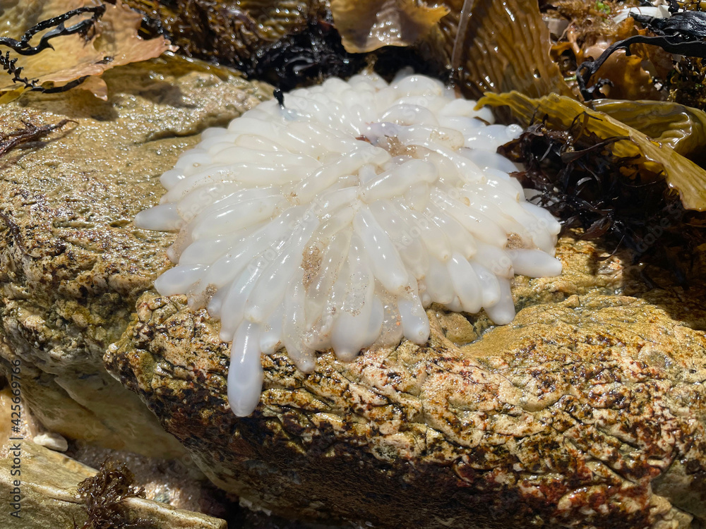 Cuttlefish Eggs