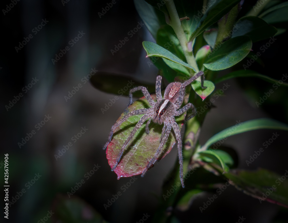 A macro portrait of a hentz wolf spider (rabidosa hentzi) sitting on a ...