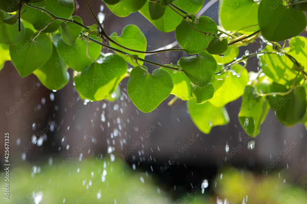Fotografia do Stock: The leaves support raindrops and the waterfalls ...