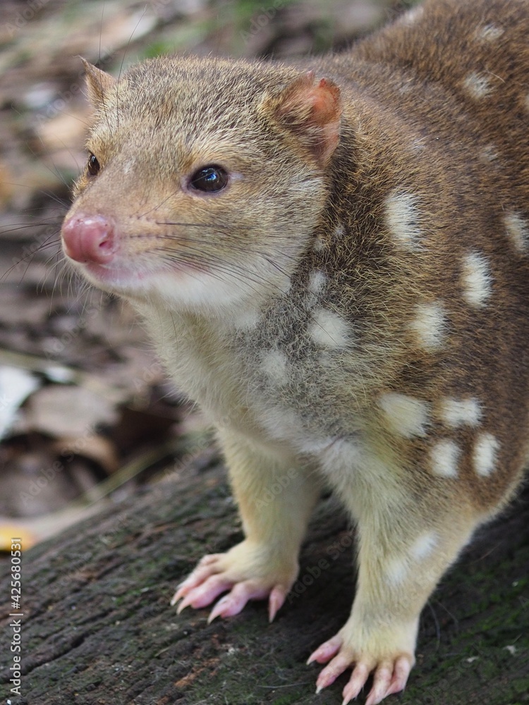 Delightful appealing bright-eyed Spotted-Tailed Quoll with unique white ...