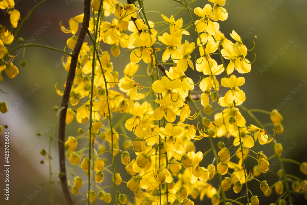 Plakát Kanikonna / Konnapoo - The Vishu Special Flower Cassia fistula ...