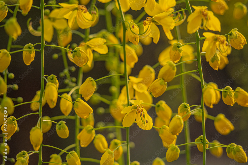 Kanikonna / Konnapoo - The Vishu Special Flower Cassia fistula, commonly known as golden shower ...