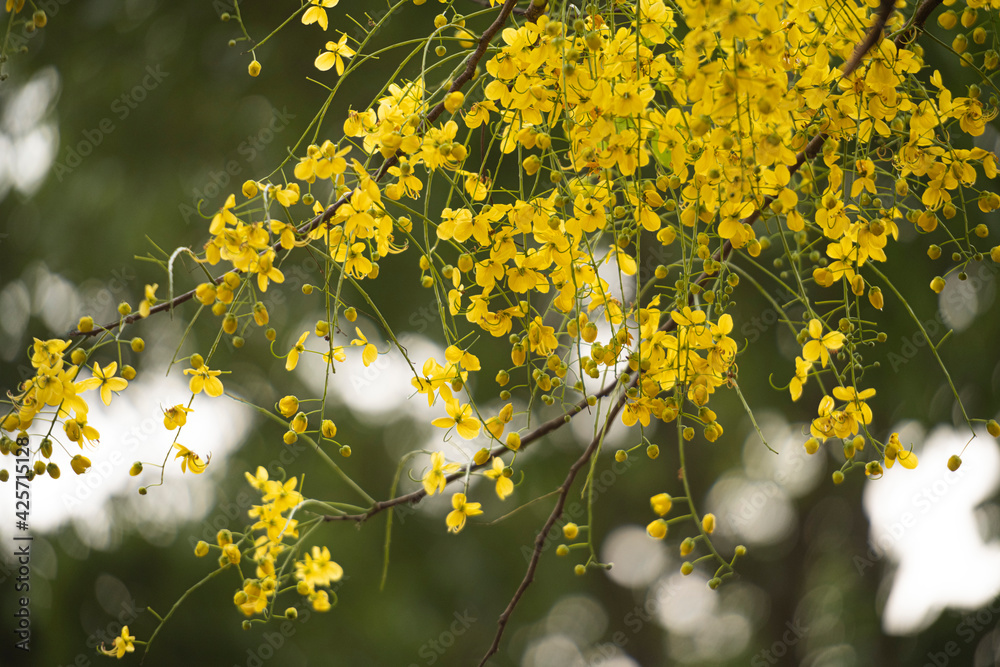 Foto de Kanikkonna - Golden shower, Cassia Fistula, bloom in tree. This flower is using by Hindu ...