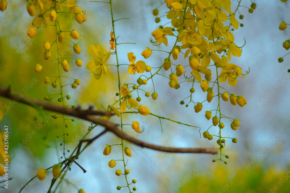 Kanikkonna - Golden shower, Cassia Fistula, bloom in tree. This flower is using by Hindu Vishu ...