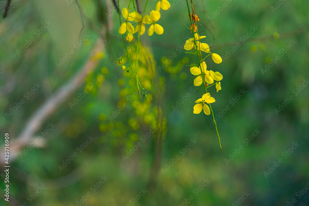 Kanikkonna - Golden shower, Cassia Fistula, bloom in tree. This flower is using by Hindu Vishu ...