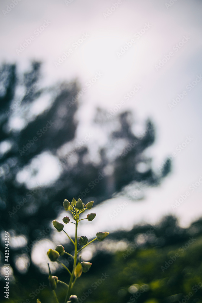view from below with perspective of several flowers of different shapes ...