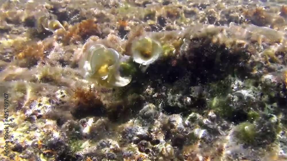 Underwater footage of algae on the rock during a storm surge. Stock 비디오 ...