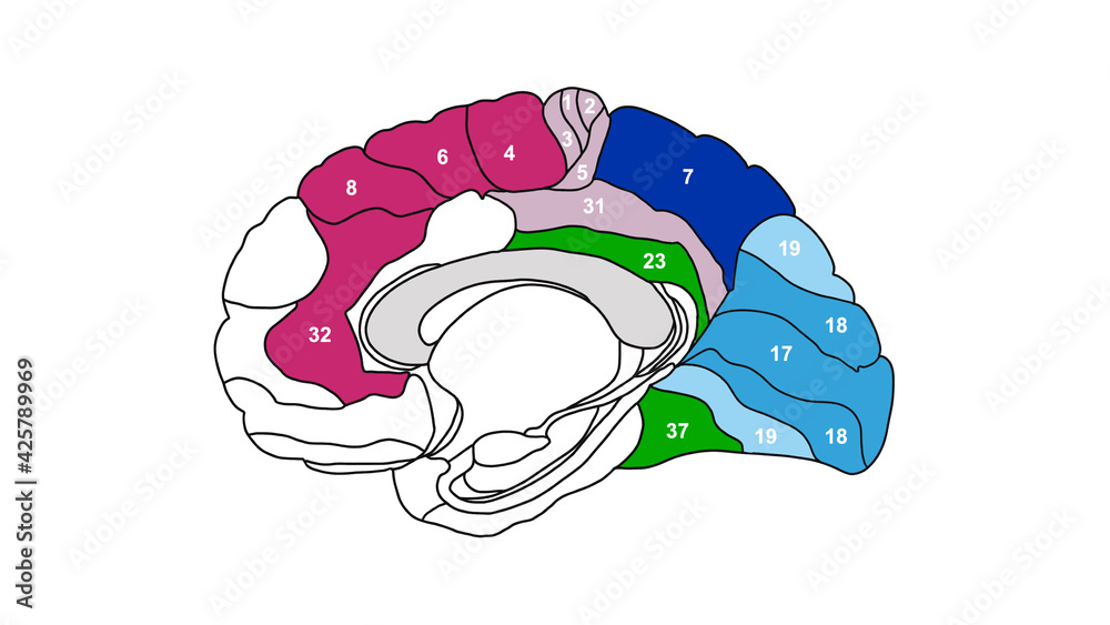 Brain Brodmann area region of the cerebral cortex with numbers on white ...