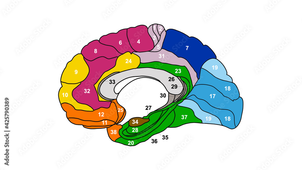 Brain Brodmann area region of the cerebral cortex with numbers on white ...