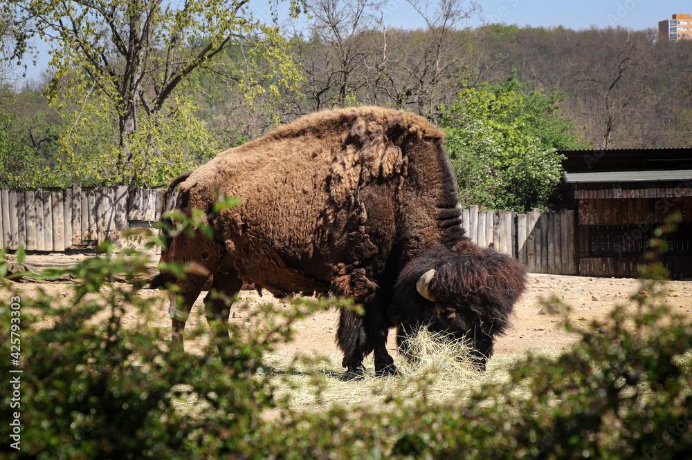 black and brown huge and heavy American bison eats a piece of straw in ...