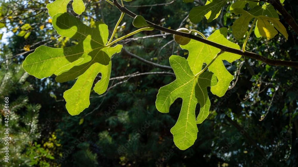 Common figs Ficus carica in evergreen landscaped garden. Leaves and ...