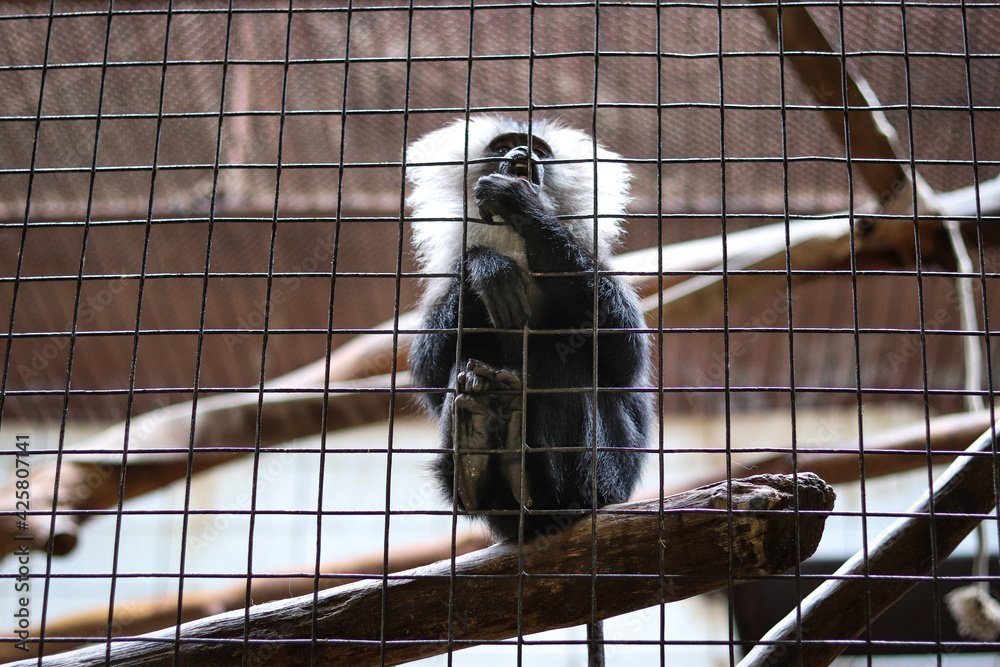 Foto de Thoughtful expression of a Lion-tailed macaque monkey sitting ...