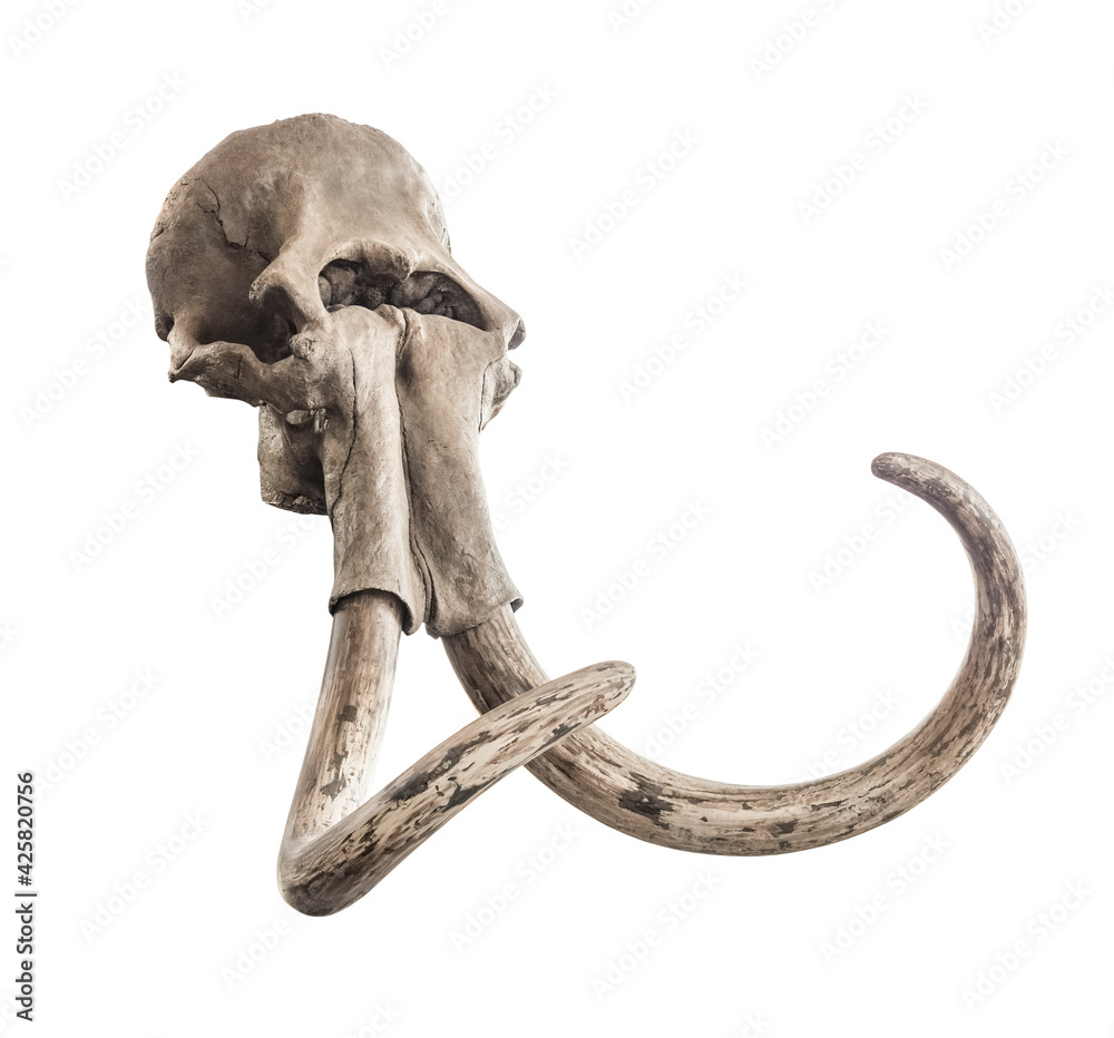 Ancient skull of mammoth head with whole tusks, on a white background ...