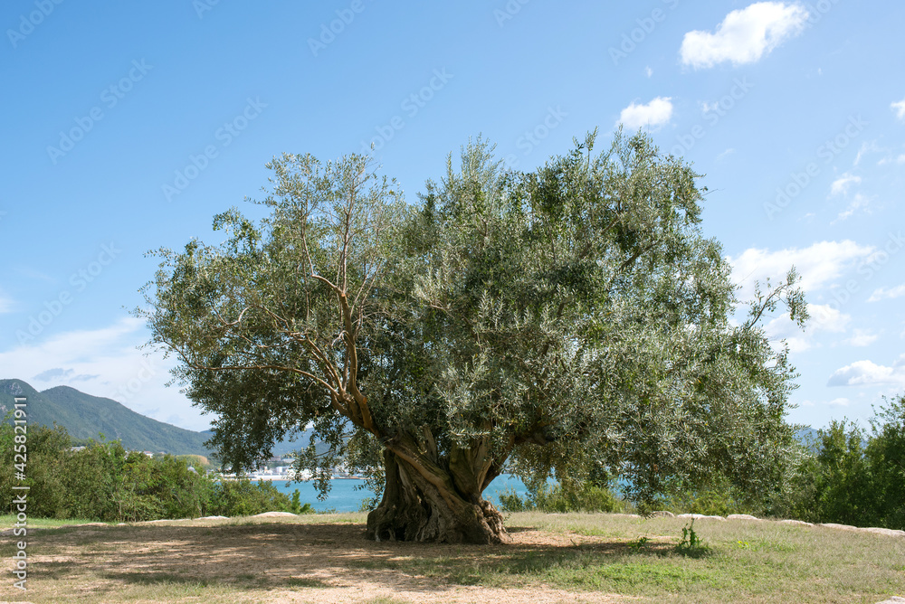 1000-year-old big olive tree in Shodoshima Island in Kagawa, Japan 樹齢千年 ...