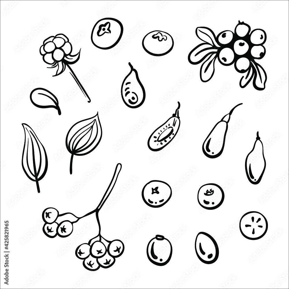 Berry set. Black line sketch collection of fruits and berries isolated ...