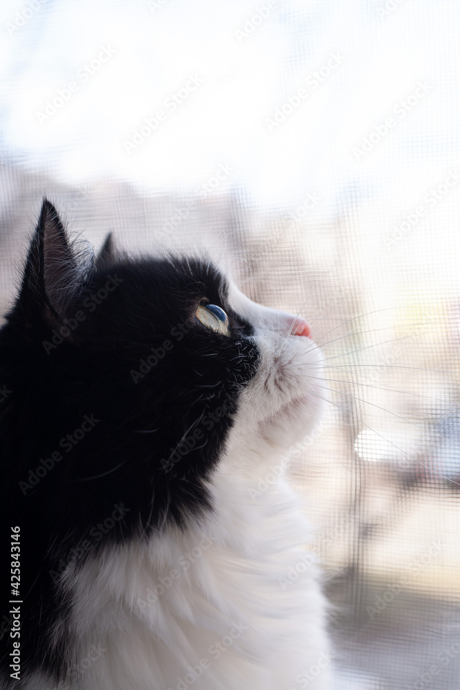 Domestic black-and-white cat, a protective net on the window, the cat ...