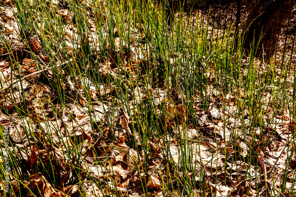 Equisetum hyemale, commonly known as rough horsetail, scouring rush ...