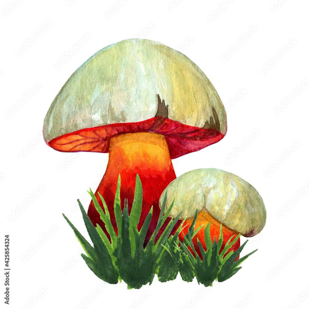 Red satan bolete bunch isolated on white background in the grass. Big ...