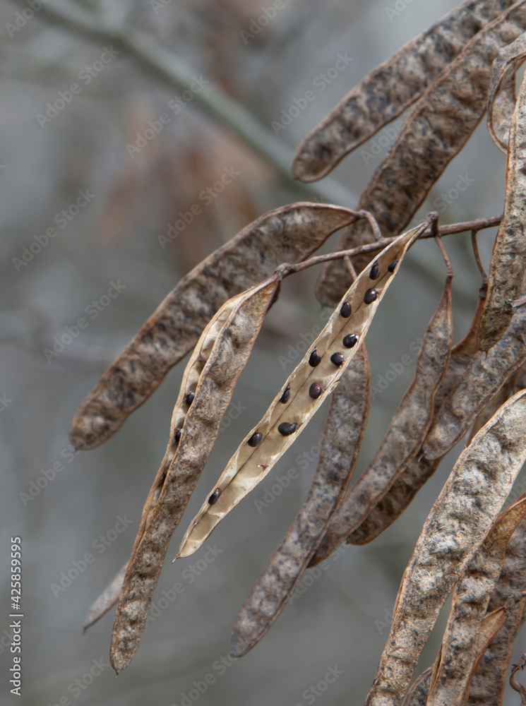 Northern catalpa (Catalpa speciosa) dry seed pods on the branch close ...