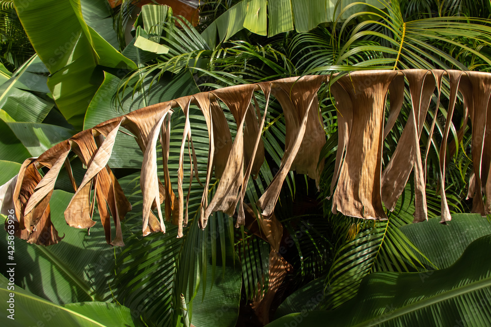 A dead dried banana plant leaf offset by vibrant healthy green leaves ...