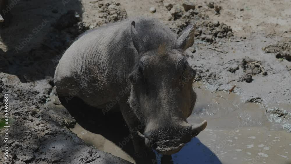 This video shows a wild African warthog sitting and wallowing in a cool ...
