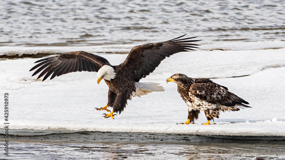 Bald eagle parent and baby, young eaglet standing and flapping wings on ...