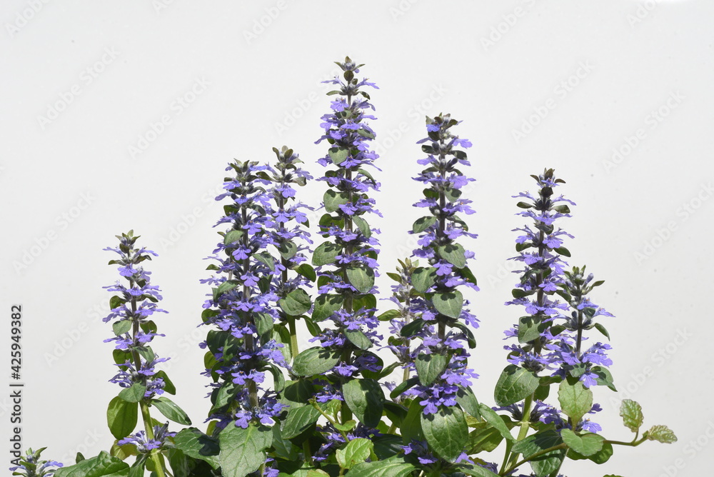 Ajuga reptans flowers. Lamiaceae perennial plant. Stock Photo | Adobe Stock
