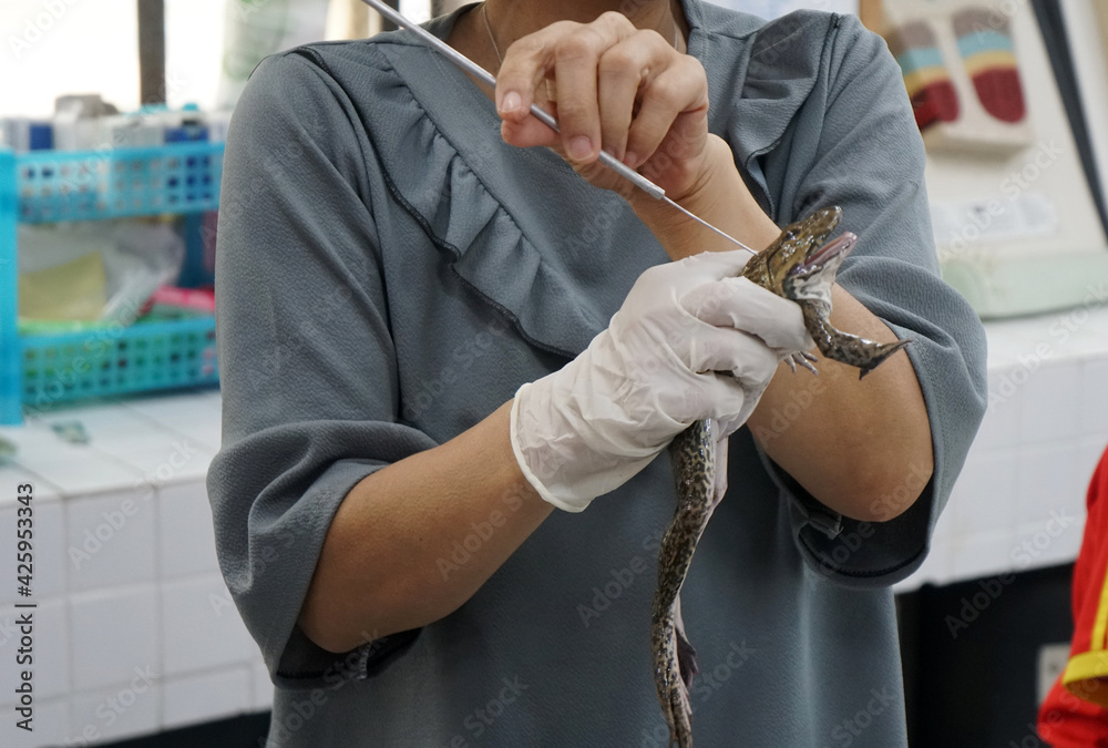 Use a needle to pierce the brain to paralyze the frog for learning ...