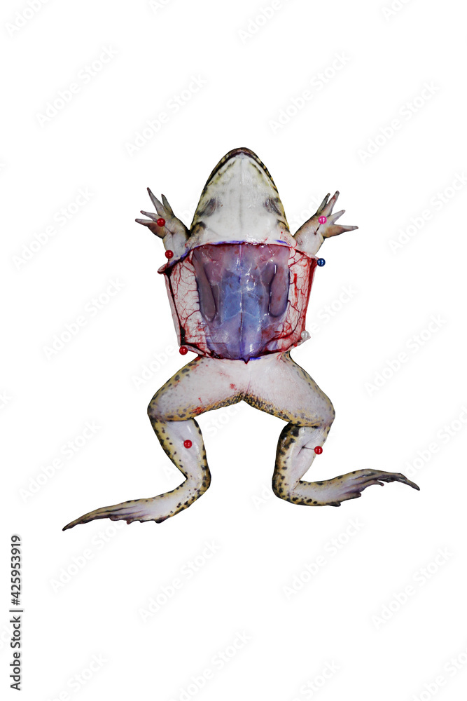 External Anatomy Frog