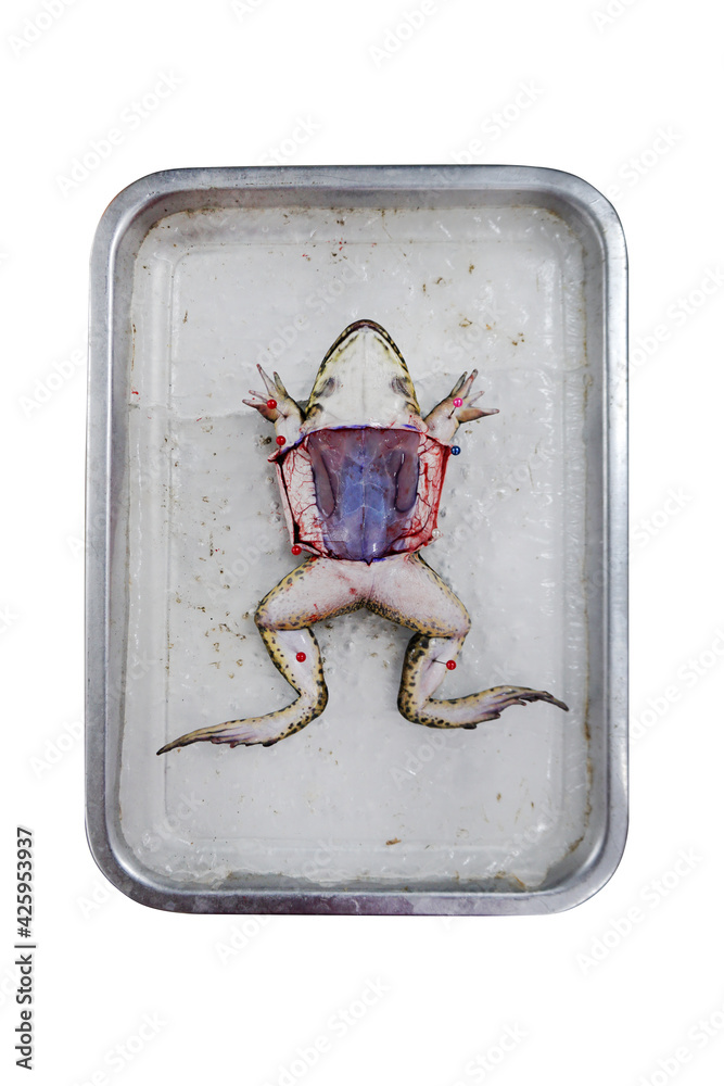 Frog in dissection pan isolated on white background with clipping path ...