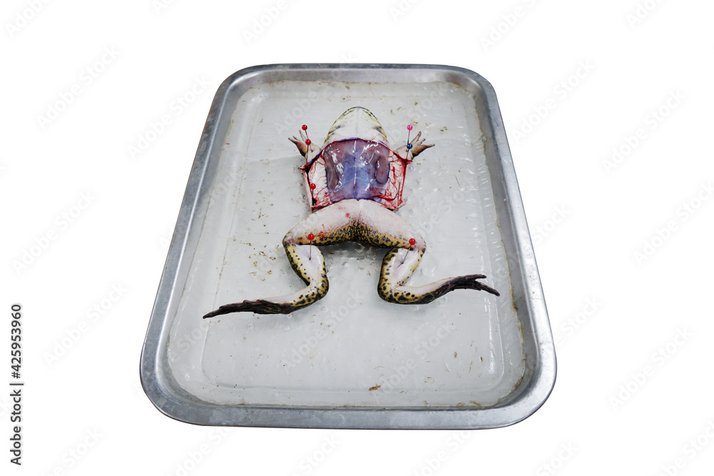 frog anatomy on dissection tray isolated on white Stock Photo | Adobe Stock