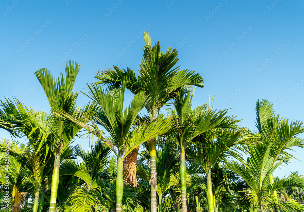 Areca palm or Areca nut tree is known as areca nut palm, betel palm ...