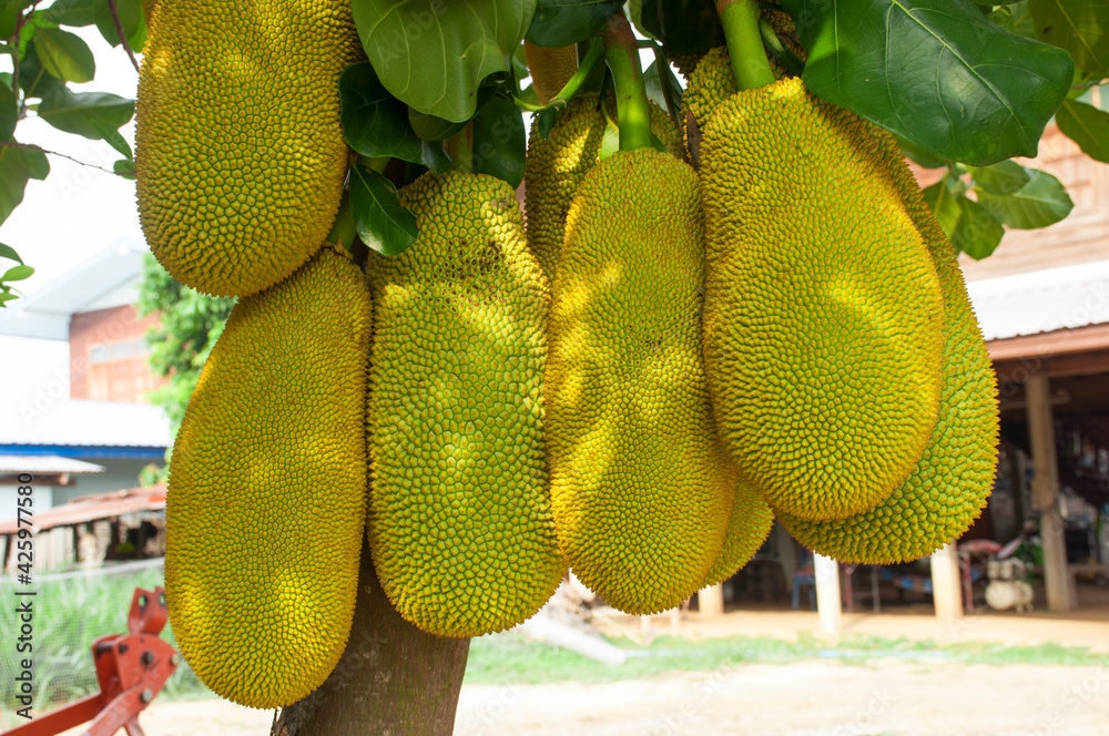 Asian summer fruits named Jackfruit scientific name Artocarpus ...